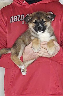 New Philadelphia, OH - Norwegian Elkhound/Corgi. Meet Finn a Pet for ...