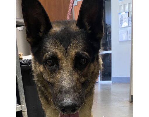 Yuma, AZ - German Shepherd Dog. Meet lucci a Pet for Adoption ...