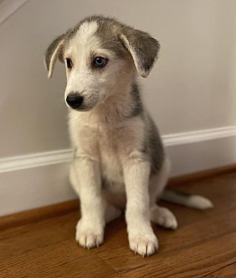 Springfield, VA - Husky/Treeing Walker Coonhound. Meet Pandora a Pet ...