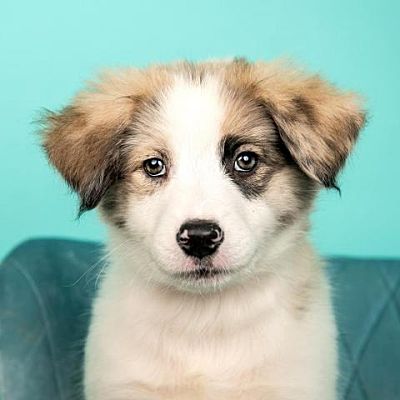 Cincinnati, OH - Great Pyrenees/Norwegian Elkhound. Meet Teddy a Pet ...
