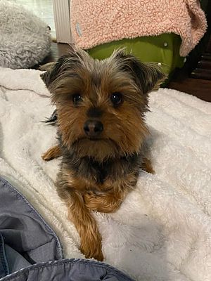 Bixby, OK - Yorkie, Yorkshire Terrier. Meet Bear a Pet for Adoption ...