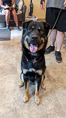 Pottsville, PA - Rottweiler/Chow Chow. Meet Victor a Pet for Adoption ...