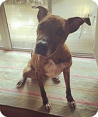 Tampa, FL - Boxer/Whippet. Meet Tyler a Pet for Adoption - AdoptaPet.com