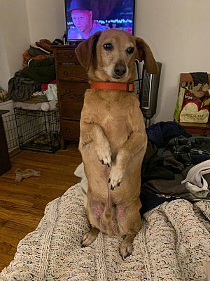 Bellevile, NJ - Dachshund. Meet Frankie Pringle - Adoption Pen a Pet ...