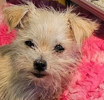 Dallas, TX - Maltese. Meet Kye a Pet for Adoption - AdoptaPet.com