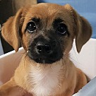 Pug Puppies - Pug Rescue and Adoption Near You