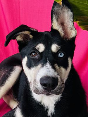 Pasadena, CA - Australian Kelpie/Husky. Meet LYDIA a Pet for Adoption ...