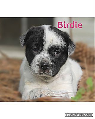 Southbury, CT - Border Collie/Pointer. Meet Birdie ~ meet me! a Pet for ...