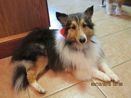 New Castle, PA - Sheltie, Shetland Sheepdog. Meet Samantha (Adopted) a ...