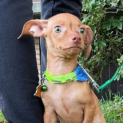 Sunnyvale, CA - Dachshund/Chihuahua. Meet Eenie a Pet for Adoption ...