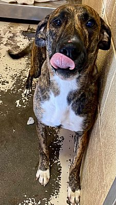 Loudon, TN - Plott Hound. Meet Marlo a Pet for Adoption - AdoptaPet.com