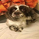 Cocker Spaniel Puppies - Rescue and Adoption Near You