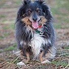 Pomeranian Puppies - Pomeranian Rescue and Adoption Near You