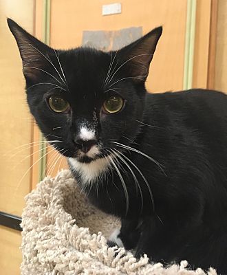 Monroe, GA - Domestic Shorthair. Meet Blue a Pet for Adoption ...