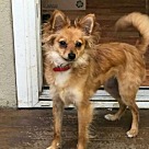 Papillon Puppies - Papillon Rescue and Adoption Near You