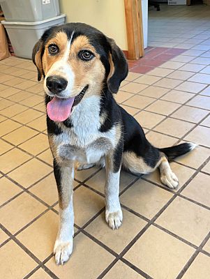 White Cloud, MI - Husky/Coonhound (Unknown Type). Meet Luna a Pet for ...