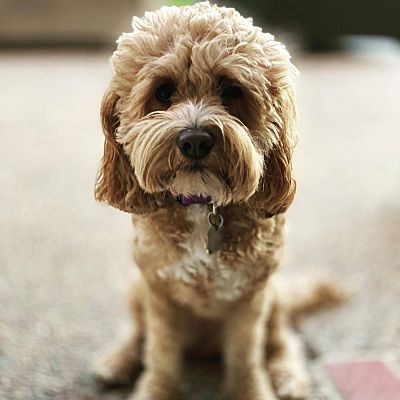 Danville, CA - Cockapoo. Meet Charlie a Pet for Adoption - AdoptaPet.com