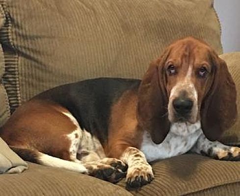 Charleston, SC - Basset Hound. Meet Flash XI a Pet for Adoption ...