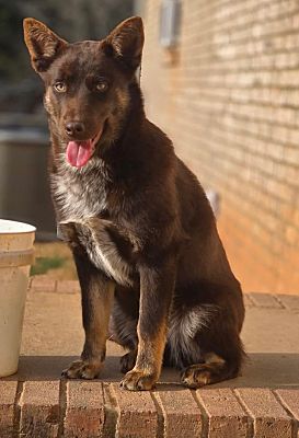 Winder, GA - Australian Kelpie/Siberian Husky. Meet Copper a Pet for ...