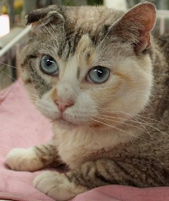 Savannah, MO - Siamese. Meet Bronwen a Pet for Adoption - AdoptaPet.com