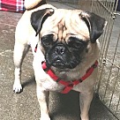 Pug Puppies - Pug Rescue and Adoption Near You
