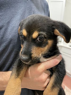 New York, NY - Labrador Retriever/Doberman Pinscher. Meet Molly a Pet ...