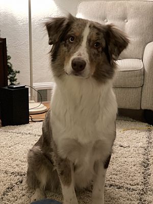 Minneapolis, MN - Australian Shepherd. Meet Annie a Pet for Adoption ...