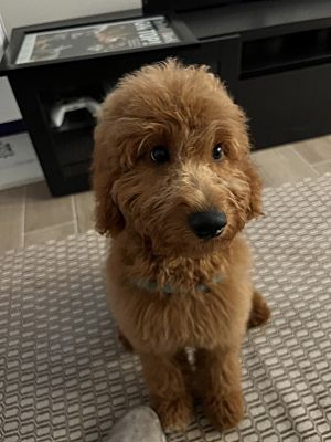 Fort Lauderdale, FL - Goldendoodle. Meet Knox a Pet for Adoption ...