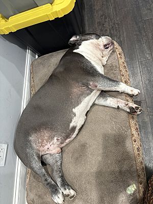 Blue Island, IL - American Pit Bull Terrier/Bull Terrier. Meet King a ...