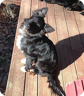 Boston, MA - Border Collie. Meet Stanley a Pet for Adoption.