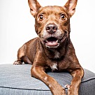 Boston Terrier Puppies - Boston Terrier Rescue and Adoption