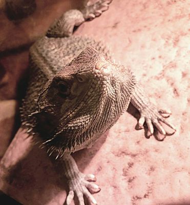 Airway Heights, WA - Lizard. Meet Stu a Pet for Adoption - AdoptaPet.com