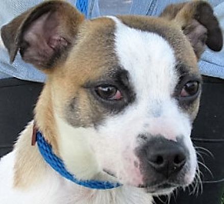 Frederick, MD - Boston Terrier/Feist. Meet Connor a Pet for Adoption ...