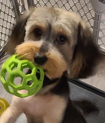 Dallas, TX - Yorkie, Yorkshire Terrier. Meet Jordan a Pet for Adoption ...