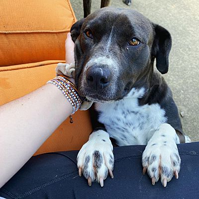 Auburn, AL - Hound (Unknown Type)/Pit Bull Terrier. Meet Daffodil a Pet ...