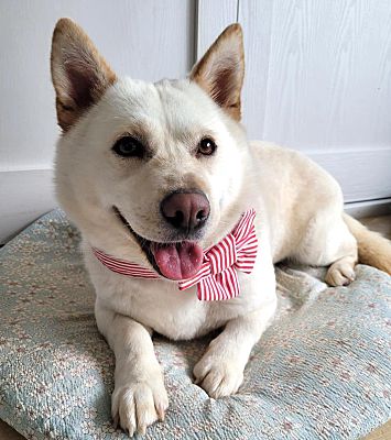 Morristown, NJ - Jindo/Spitz (Unknown Type, Large). Meet Kong a Pet for ...