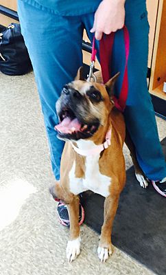 Fallbrook, CA - Boxer. Meet Hayley a Pet for Adoption - AdoptaPet.com