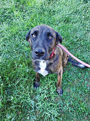Glenfield, NY - Great Pyrenees/Neapolitan Mastiff. Meet Brindle Bear a ...
