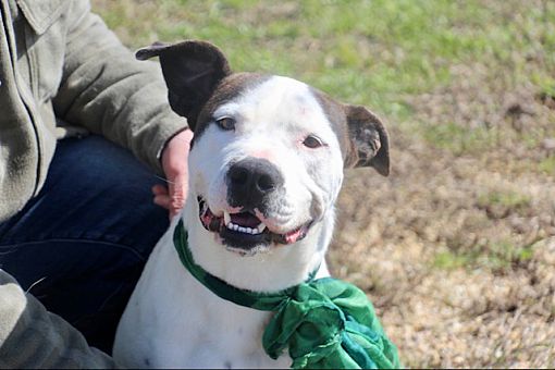 East Hartford, CT - Terrier (Unknown Type, Medium)/Mixed Breed (Medium ...