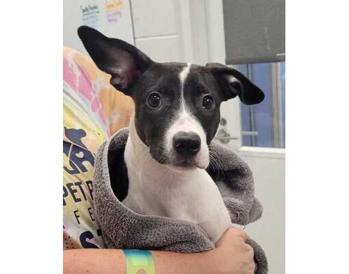 Kansas City, MO - Mixed Breed (Medium)/Mixed Breed (Medium). Meet ...