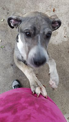 Ridgefield, NJ - Pit Bull Terrier. Meet Brenda a Pet for Adoption ...
