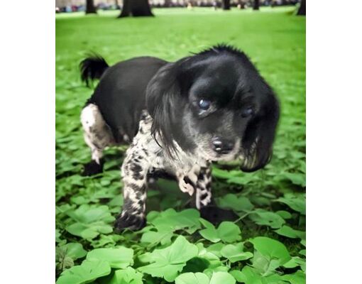 Baldwin Park, CA - English Springer Spaniel. Meet CLAIRE a Pet for ...