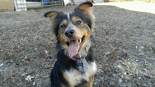 Washington, DC - Australian Shepherd/Sheltie, Shetland Sheepdog. Meet ...