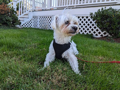 Harrison, NY - Maltese. Meet Teddy a Pet for Adoption - AdoptaPet.com