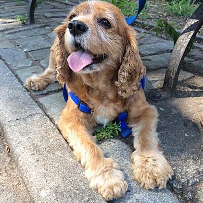 Flushing, NY - Cocker Spaniel/Cavalier King Charles Spaniel. Meet Jewel ...