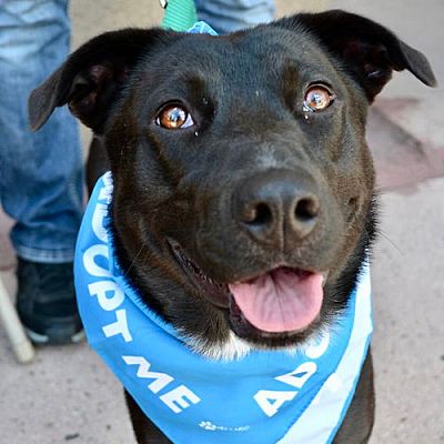 Sunnyvale, CA - Border Collie. Meet Blair a Pet for Adoption ...