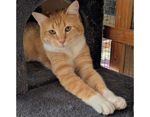 Brighton, MO - Manx/Domestic Shorthair. Meet Fauna a Pet for Adoption ...