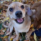 Corgi Puppies - Corgi Rescue and Adoption Near You