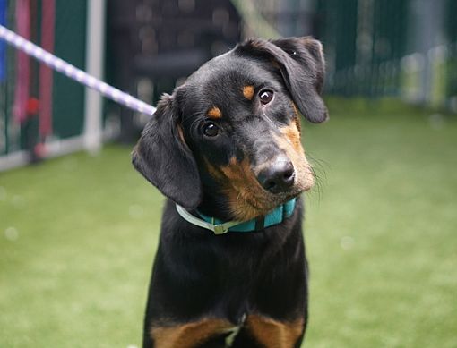 New York, NY - Mixed Breed (Large). Meet Paco a Pet for Adoption ...