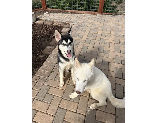 Jamul, CA - German Shepherd Dog/Husky. Meet Lobo a Pet for Adoption ...